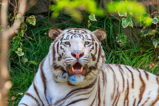 Toger Images – Browse 41 Stock Photos, Vectors, and Video | Adobe Stock