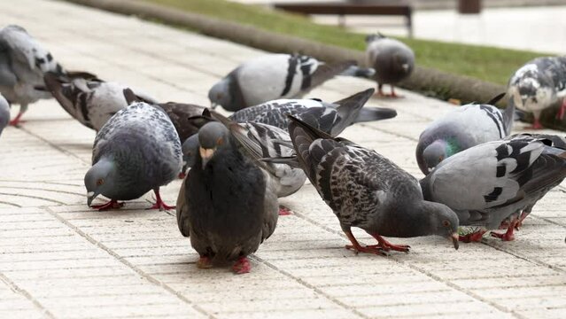 "Domestic Pigeons" Bilder – Durchsuchen 5,261 Archivfotos ...