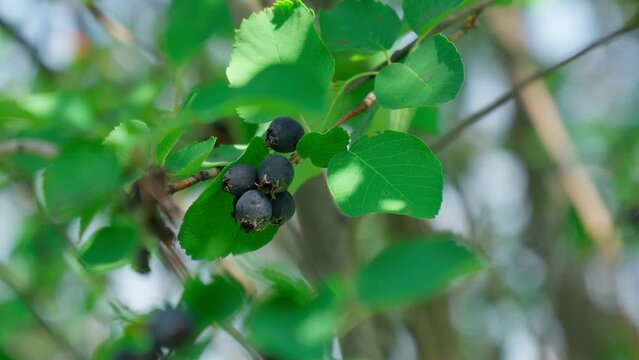 รูปภาพMaleae – เลือกดูภาพถ่ายสต็อก เวกเตอร์ และวิดีโอ297 | Adobe Stock