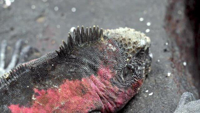 รูปภาพDorsel – เลือกดูภาพถ่ายสต็อก เวกเตอร์ และวิดีโอ28 | Adobe Stock