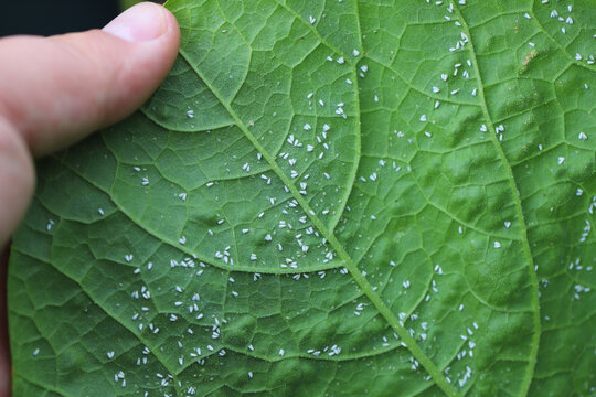 รูปภาพIpm – เลือกดูภาพถ่ายสต็อก เวกเตอร์ และวิดีโอ238 | Adobe Stock