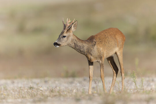 Imágenes de Roe-Deer: descubre bancos de fotos, ilustraciones, vectores ...