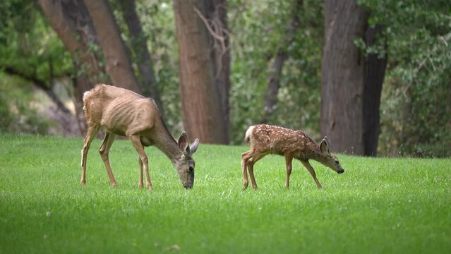 "Spotted Fawn" Images – Browse 189 Stock Photos, Vectors, and Video ...