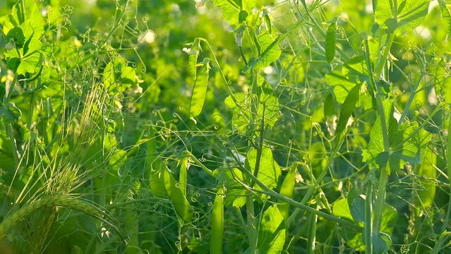 "Pea Field" Images – Browse 149 Stock Photos, Vectors, and Video ...