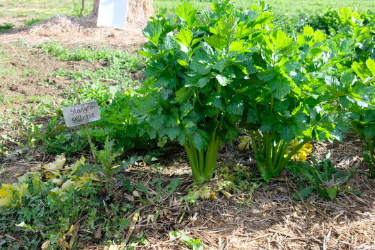 Sellerieanbau Bilder – Durchsuchen 157 Archivfotos, Vektorgrafiken und ...