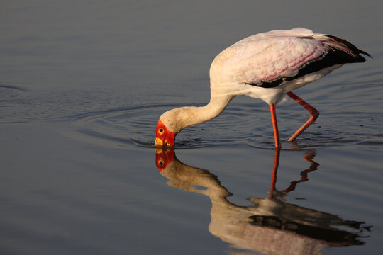 รูปภาพNimmersatt – เลือกดูภาพถ่ายสต็อก เวกเตอร์ และวิดีโอ611 | Adobe Stock