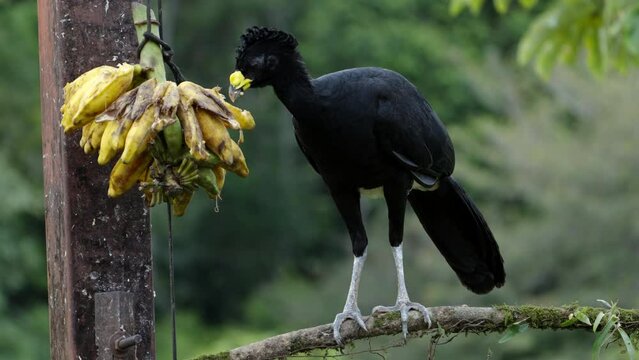 "Great Curassow" Bilder – Durchsuchen 343 Archivfotos, Vektorgrafiken ...