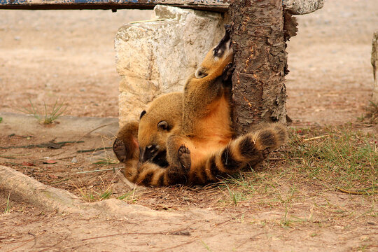 「Quati」の画像 - 433 件の Stock 写真、ベクターおよびビデオ | Adobe Stock