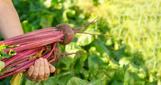 Imágenes de Beet: descubre bancos de fotos, ilustraciones, vectores y ...