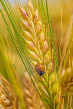 Seven-Spotted Images – Browse 984 Stock Photos, Vectors, and Video ...