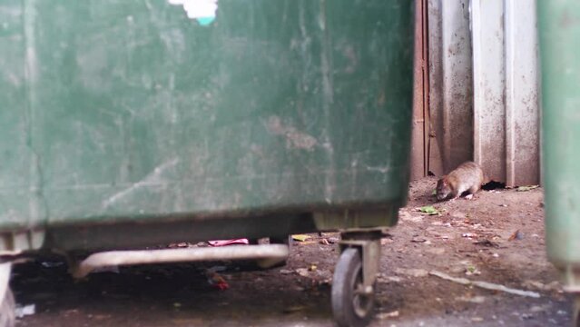 Rattenproblem Bilder – Durchsuchen 2,446 Archivfotos, Vektorgrafiken ...