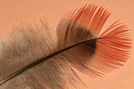 「Semiplume」の写真素材 | 72件の無料イラスト画像 | Adobe Stock