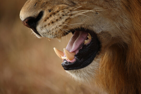 Katzengebiss-Bilder: Stock-Fotos & -Videos. | Adobe Stock