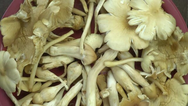 Termite Mushroom"」の写真素材 | 49件の無料イラスト画像 | Adobe Stock