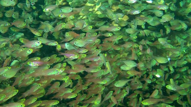 Parapriacanthus Images – Browse 553 Stock Photos, Vectors, and Video ...