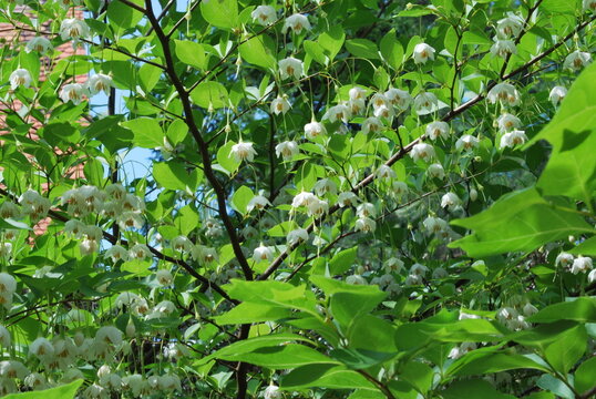 Styracaceae Images – Browse 145 Stock Photos, Vectors, and Video ...