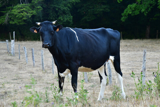 Vache Holstein Images – Browse 535 Stock Photos, Vectors, and Video ...