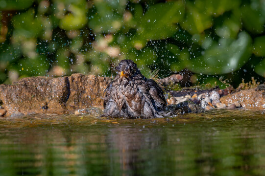 Alerness Images – Browse 16 Stock Photos, Vectors, and Video | Adobe Stock