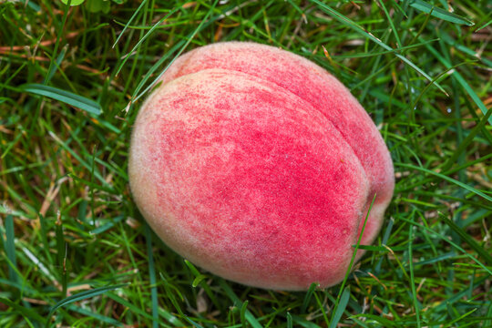 Single Fruits Pictures With Names