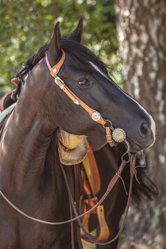 Western Bridle With Bit