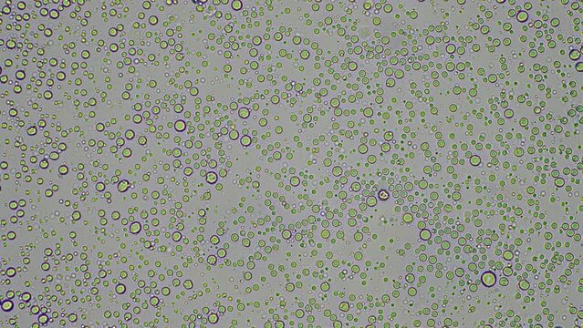 Lactating Video Footage – Browse 568 HD Stock Video and Footage | Adobe ...