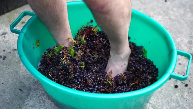 Grape-Stomping Images – Browse 227 Stock Photos, Vectors, and Video | Adobe Stock