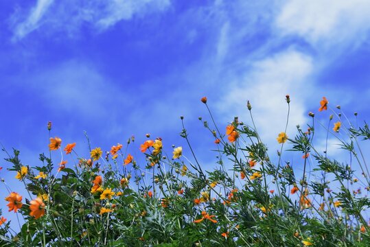 "Yellow Cosmos" Images – Browse 10,467 Stock Photos, Vectors, and Video ...