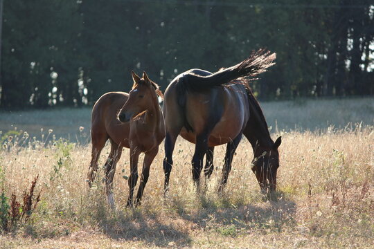 Chevalin Bilder – Durchsuchen 6,642 Archivfotos, Vektorgrafiken und ...