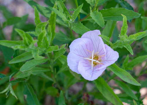 Evening Primrose Leaves Speckled
