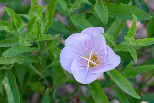 Evening Primrose Leaves Speckled