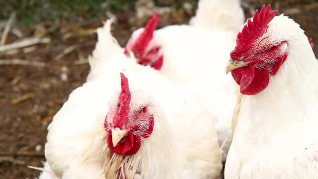 Rooster Comb Extract