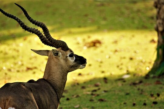 Waterbok Images – Browse 10,649 Stock Photos, Vectors, and Video ...