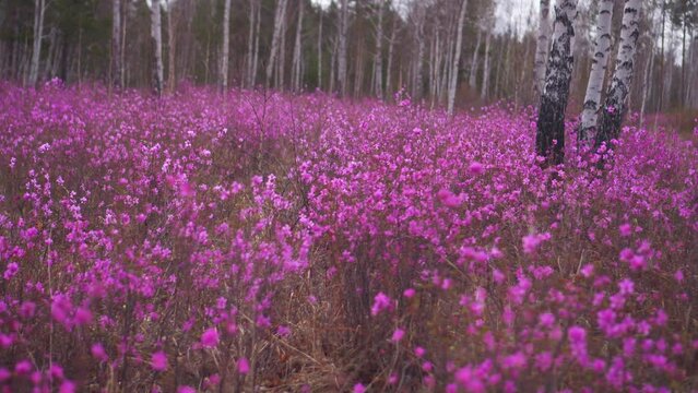 Bagulnik Images – Browse 615 Stock Photos, Vectors, and Video | Adobe Stock