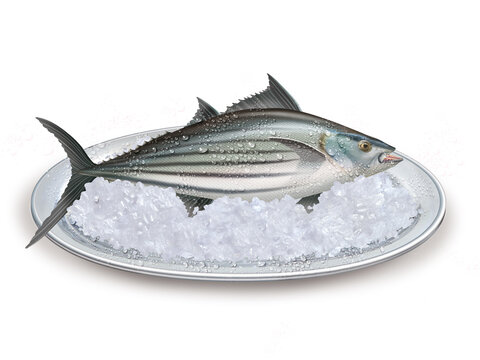 Bonite Bilder – Durchsuchen 111 Archivfotos, Vektorgrafiken und Videos ...