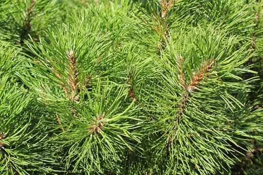 Imágenes de Pinacea: descubre bancos de fotos, ilustraciones, vectores ...