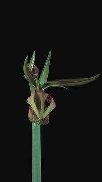 Cybister Images – Browse 153 Stock Photos, Vectors, and Video | Adobe Stock