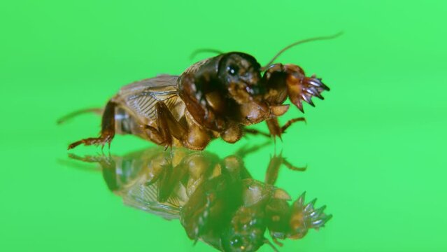 Grylloidea Bilder – Durchsuchen 249 Archivfotos, Vektorgrafiken und ...