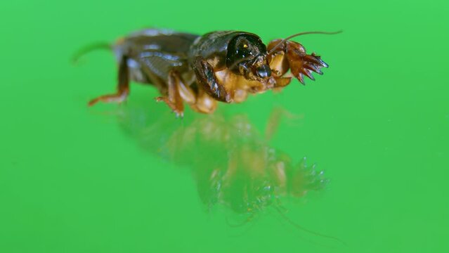 รูปภาพGrylloidea – เลือกดูภาพถ่ายสต็อก เวกเตอร์ และวิดีโอ274 | Adobe Stock