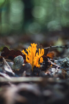 Calocera Images – Browse 411 Stock Photos, Vectors, and Video | Adobe Stock