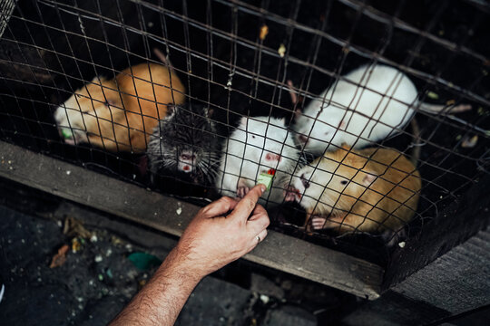 Coipu Bilder – Durchsuchen 13,875 Archivfotos, Vektorgrafiken und ...