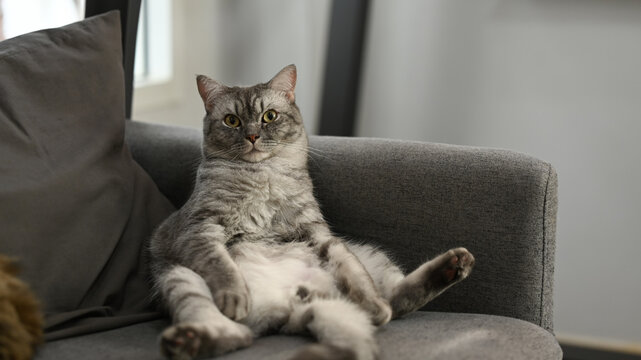 Funny Fat Cat Faces