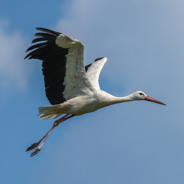 Stork Bird Flying