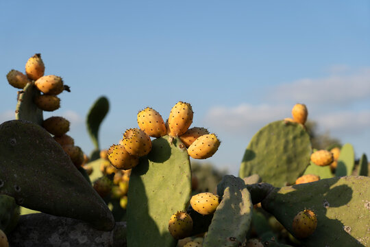 รูปภาพSabra – เลือกดูภาพถ่ายสต็อก เวกเตอร์ และวิดีโอ1,261 | Adobe Stock