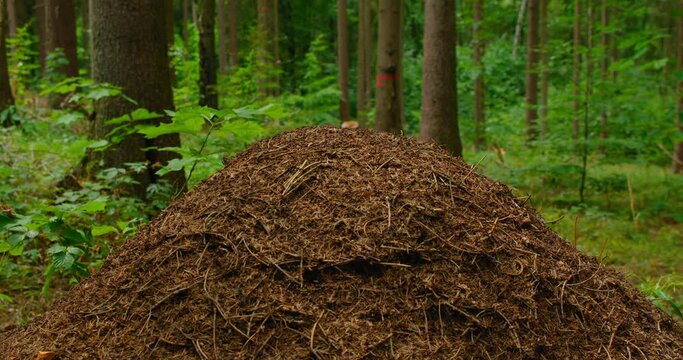 「Ant-Heap」の画像 - 432 件の Stock 写真、ベクターおよびビデオ | Adobe Stock