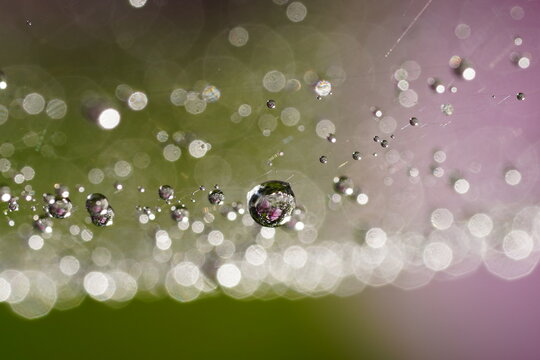 蜘蛛の糸 Images – Browse 992 Stock Photos, Vectors, and Video | Adobe Stock