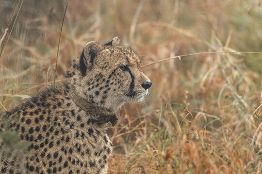 Cheeter bilder – Bläddra bland 143,858 stockfoton, vektorer och videor ...
