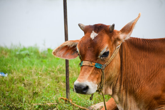 Indian Cow