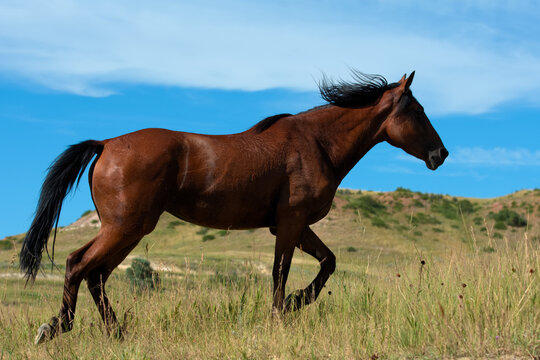 Horse Trotting Images – Browse 18,951 Stock Photos, Vectors, and Video ...