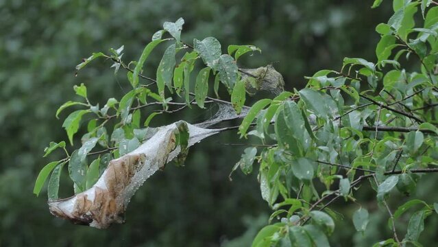 Webworm Bilder – Durchsuchen 580 Archivfotos, Vektorgrafiken und Videos ... Webworm Bilder – Durchsuchen 580 Archivfotos, Vektorgrafiken und Videos ...