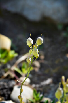 Bladderpod Images – Browse 58 Stock Photos, Vectors, and Video | Adobe ...